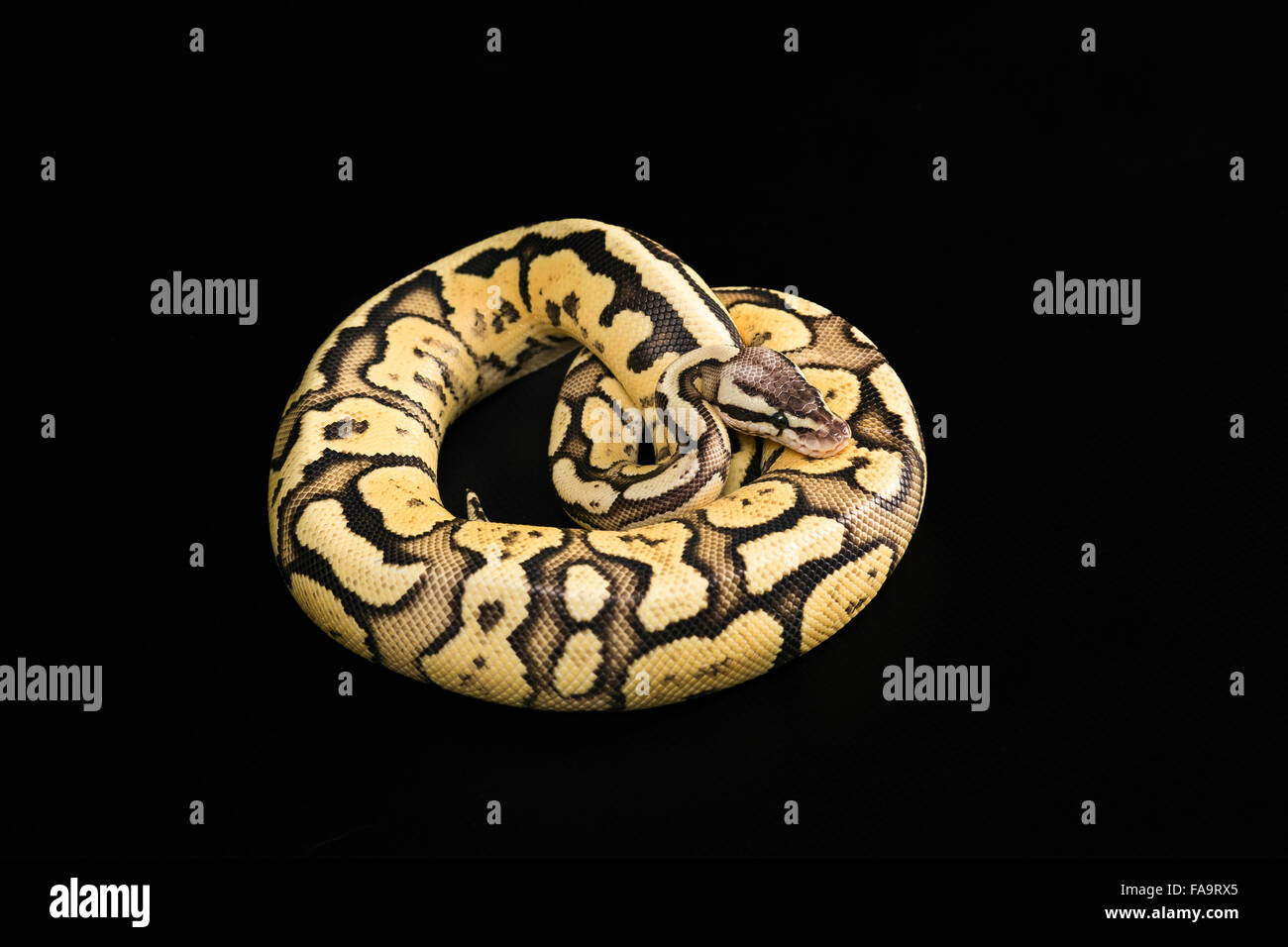 Female Ball Python. Firefly Morph or Mutation Stock Photo - Alamy