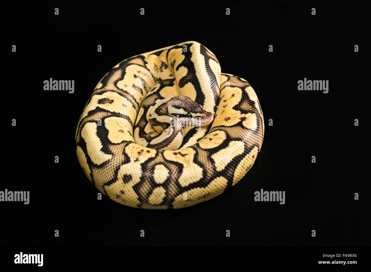 Female Ball Python. Firefly Morph or Mutation Stock Photo - Alamy