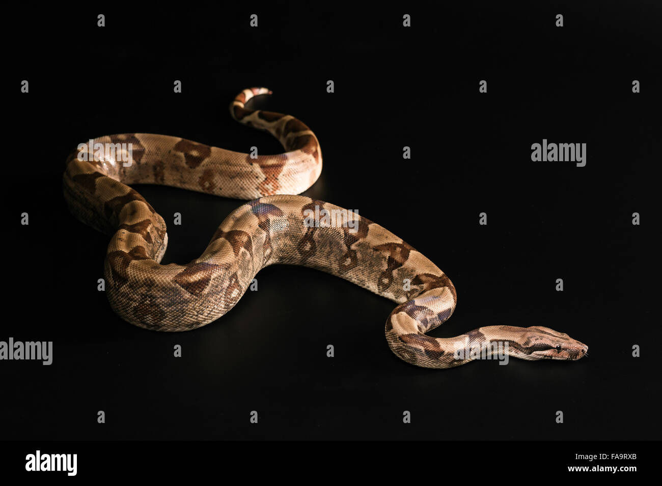 Boa constrictors isolated on black background Stock Photo - Alamy