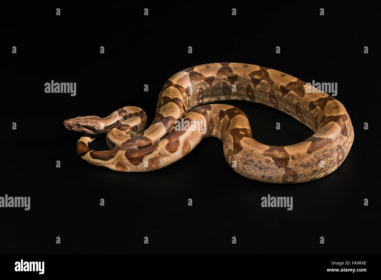 Boa constrictors isolated on black background Stock Photo - Alamy