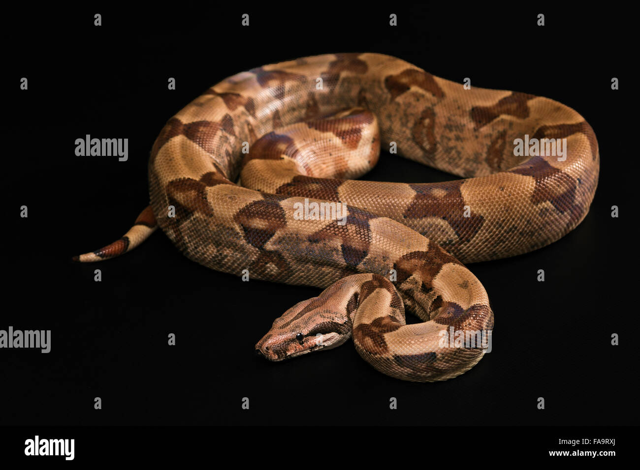 Boa constrictors isolated on black background Stock Photo - Alamy