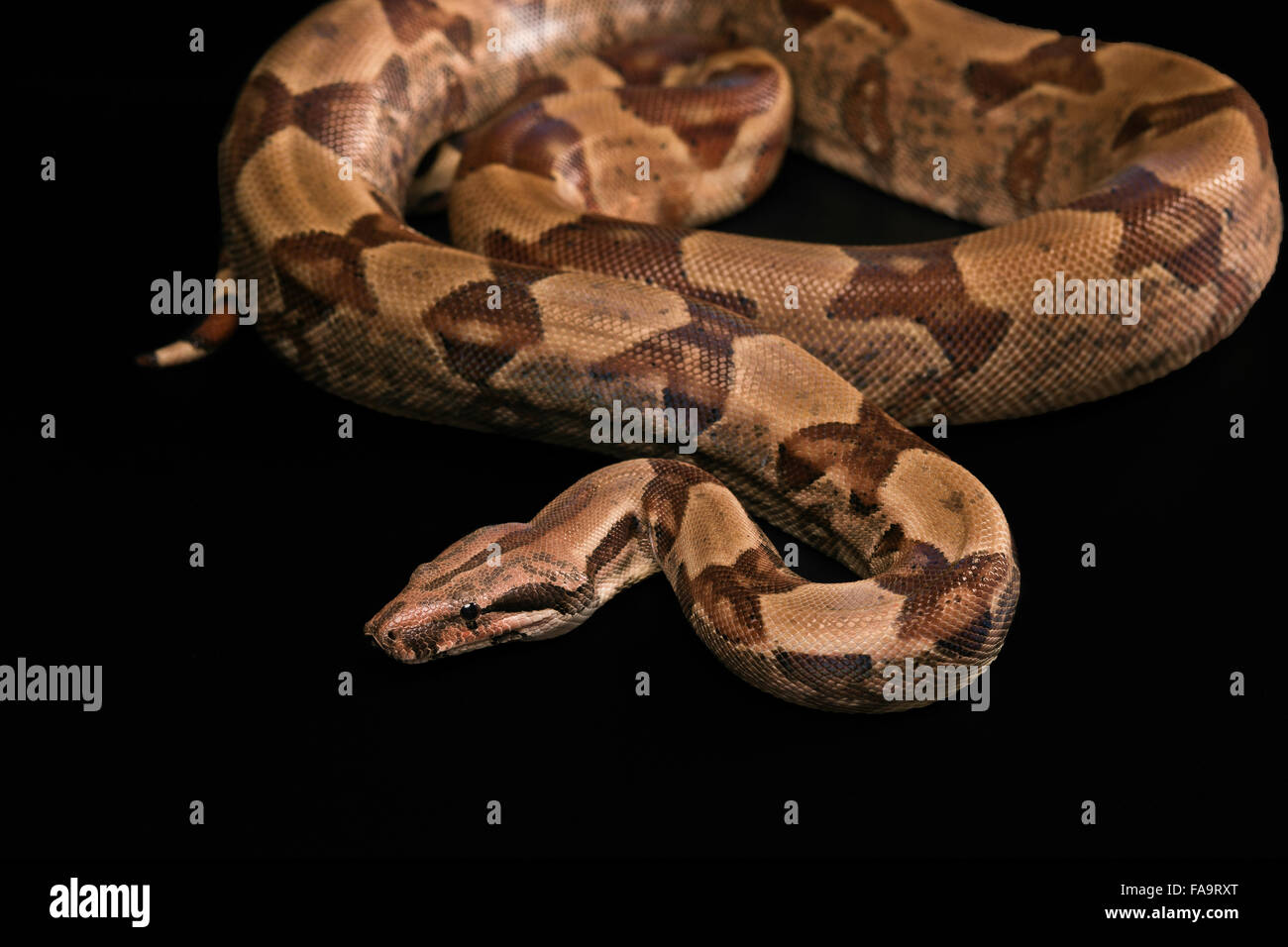Boa constrictors isolated on black background Stock Photo - Alamy