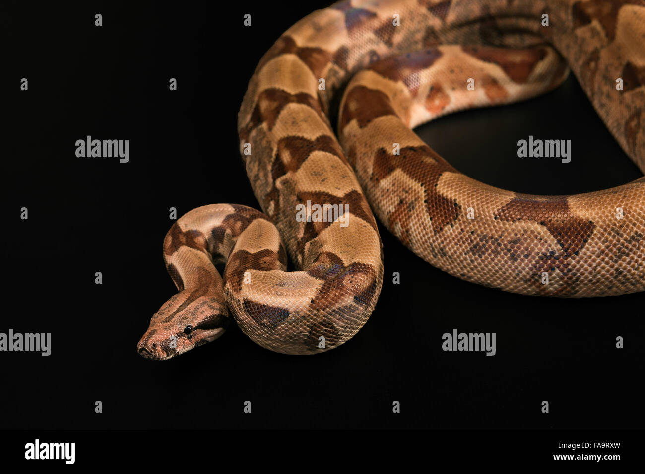 Boa constrictors isolated on black background Stock Photo - Alamy