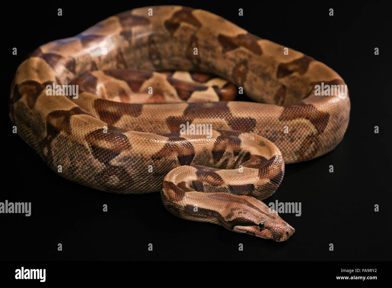 Boa constrictors isolated on black background Stock Photo - Alamy
