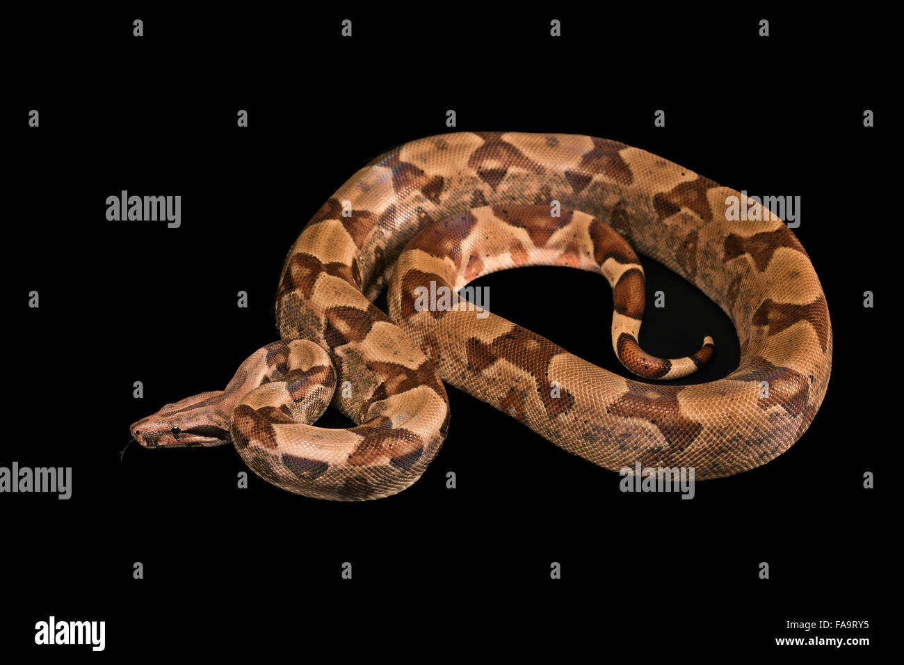 Boa constrictors isolated on black background Stock Photo - Alamy