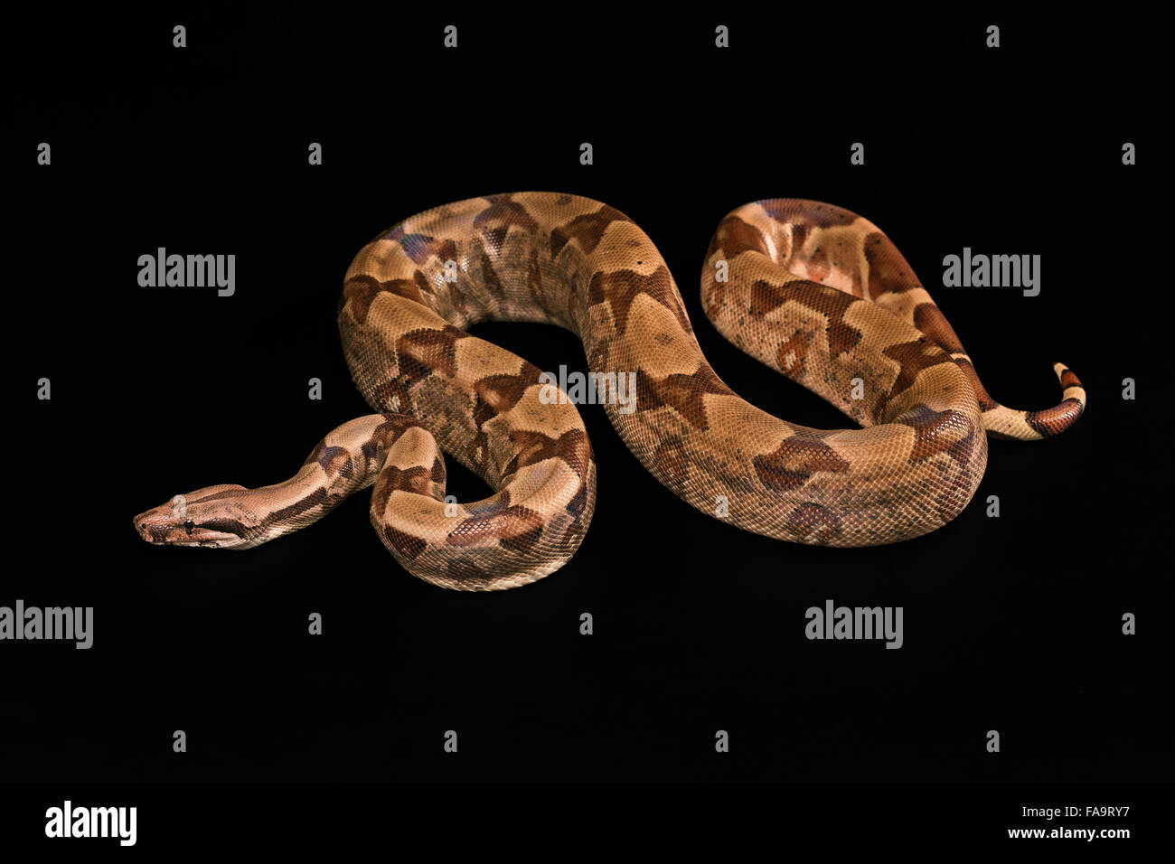 Boa constrictors isolated on black background Stock Photo - Alamy