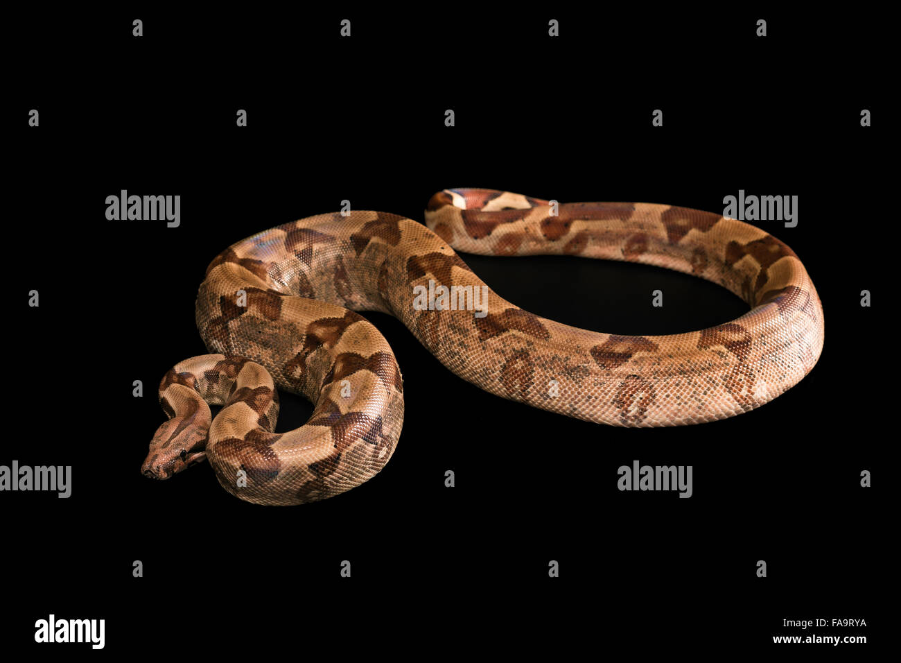 Boa constrictors isolated on black background Stock Photo - Alamy