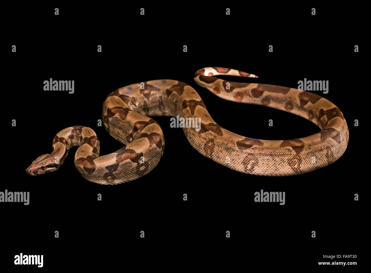 Boa constrictors isolated on black background Stock Photo - Alamy