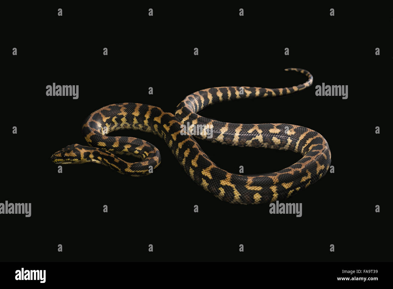Morelia spilota harrisoni hi-res stock photography and images - Alamy