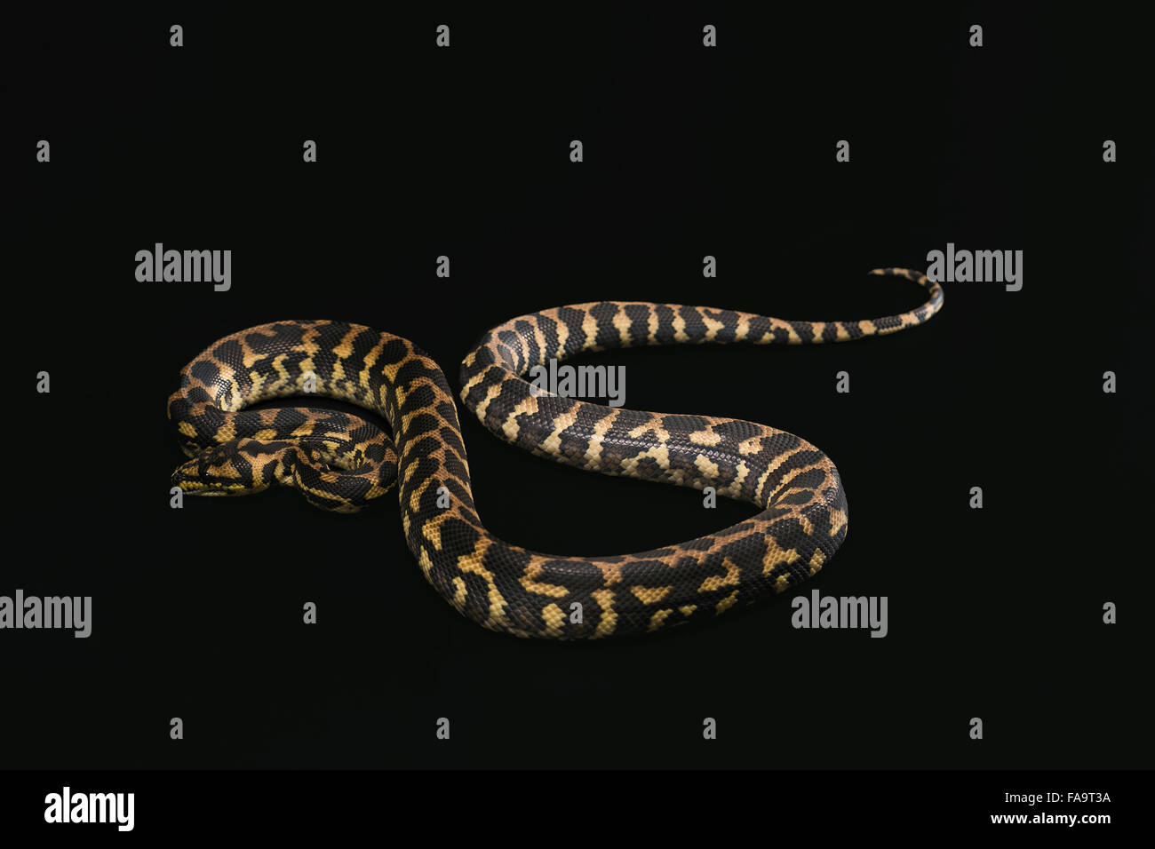 The male morelia spilota harrisoni python on black background Stock ...