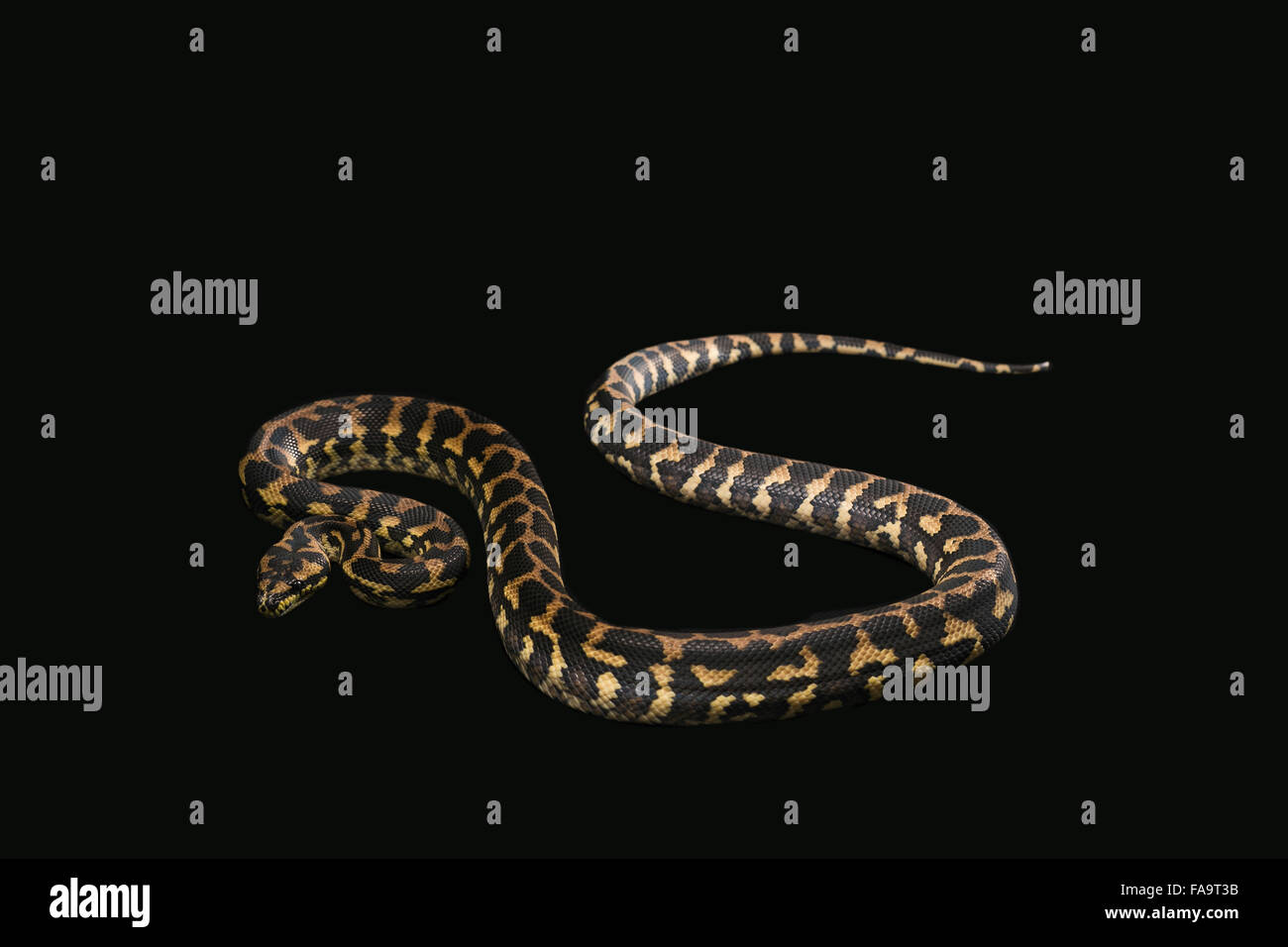 The male morelia spilota harrisoni python on black background Stock ...