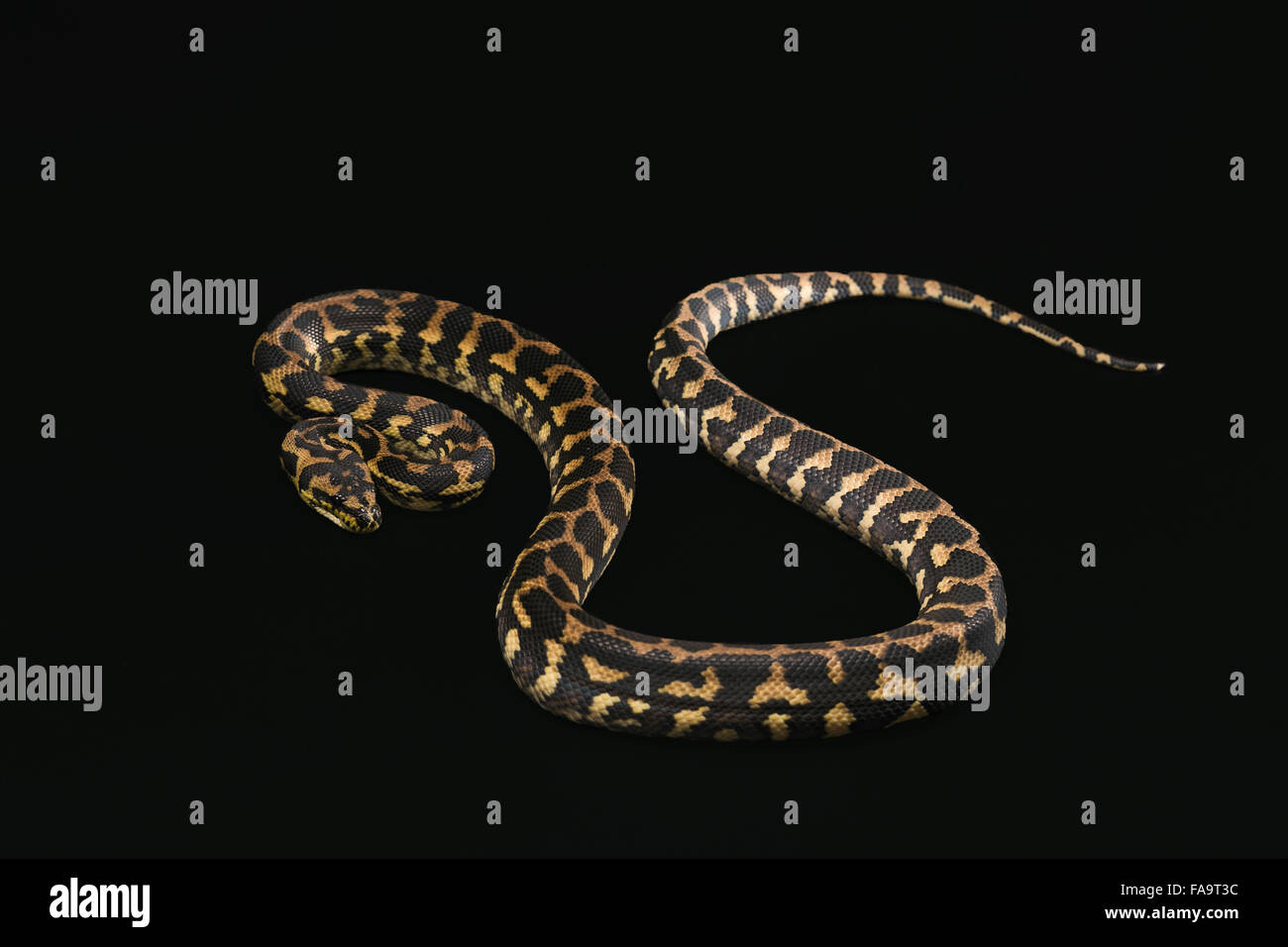 Morelia spilota harrisoni hi-res stock photography and images - Alamy