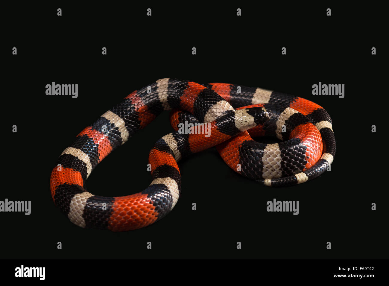 Red black striped snake hi-res stock photography and images - Alamy