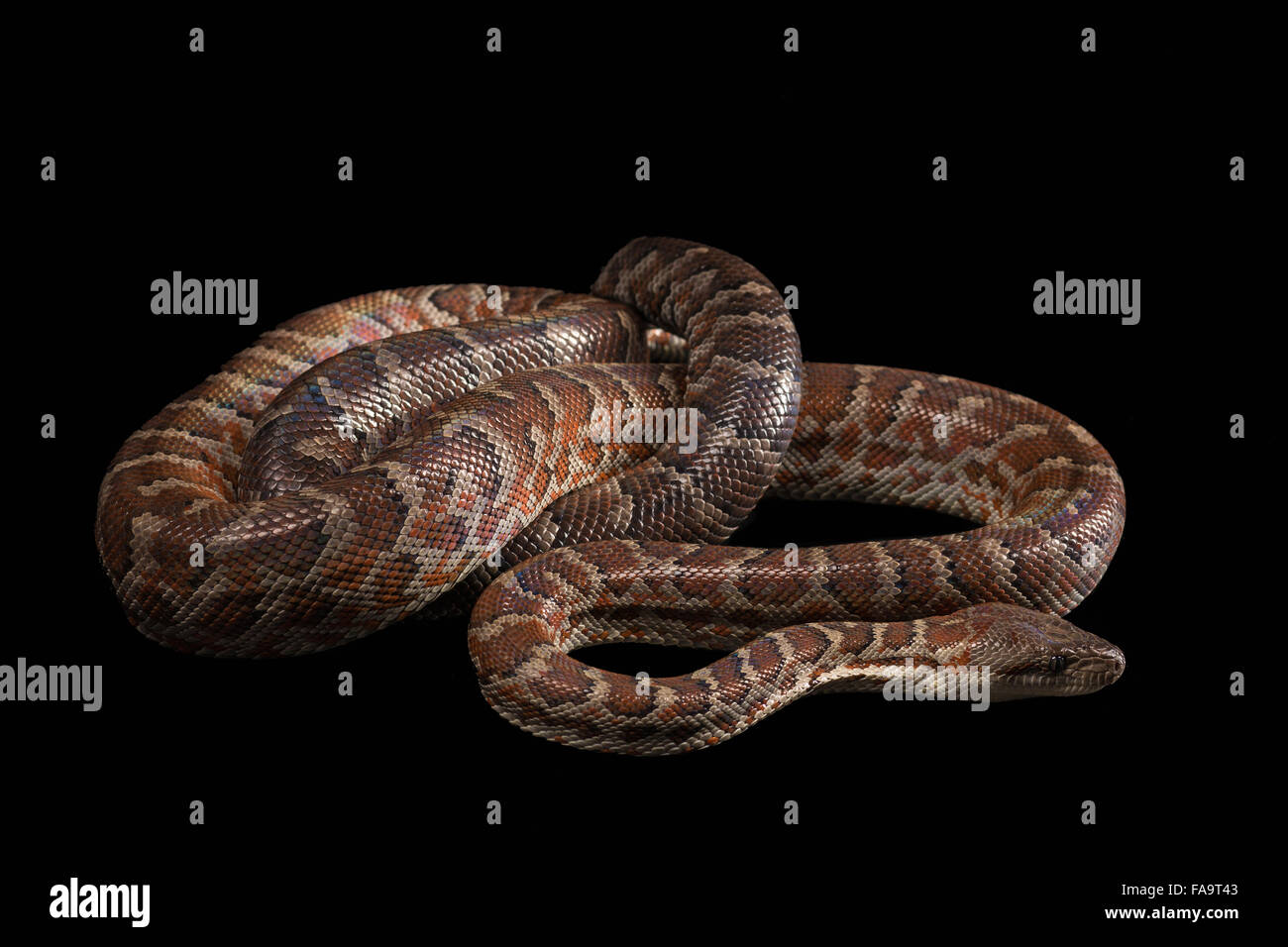 Hispaniolan boa, Chilabothrus or epicrates striatus Stock Photo - Alamy