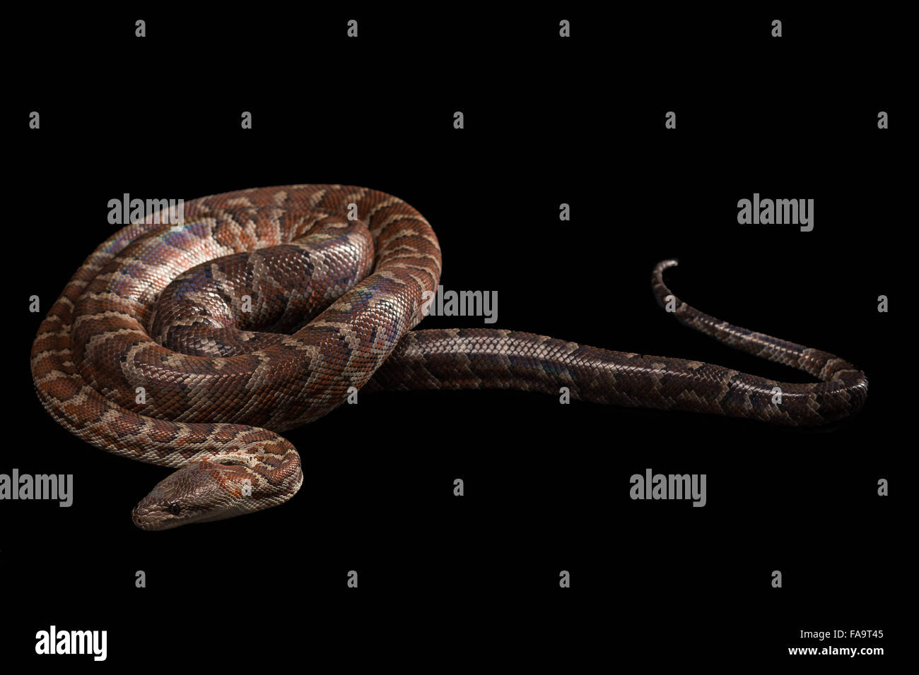 Hispaniolan boa, Chilabothrus or epicrates striatus Stock Photo - Alamy