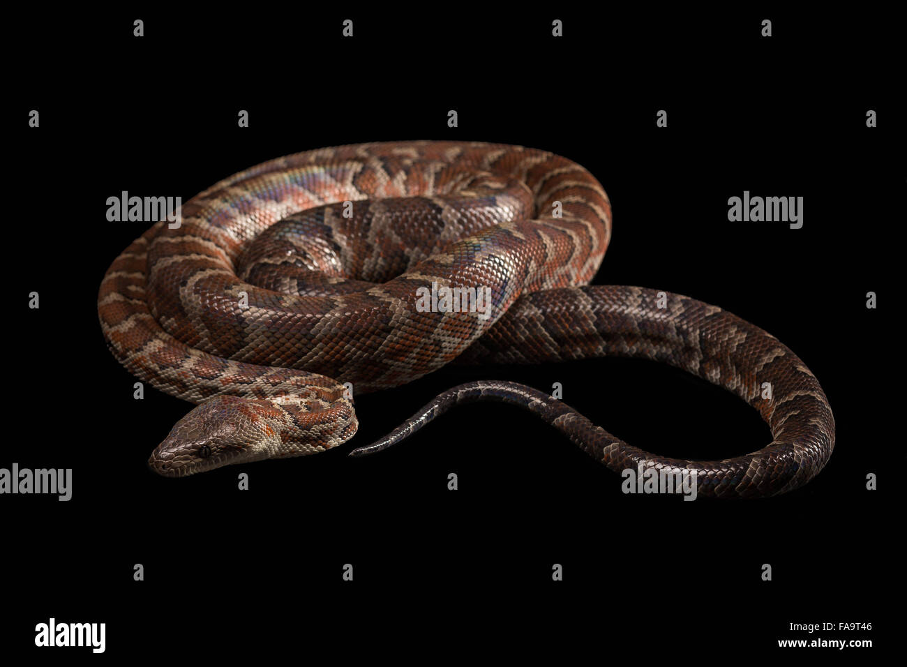 Hispaniolan boa, Chilabothrus or epicrates striatus Stock Photo - Alamy