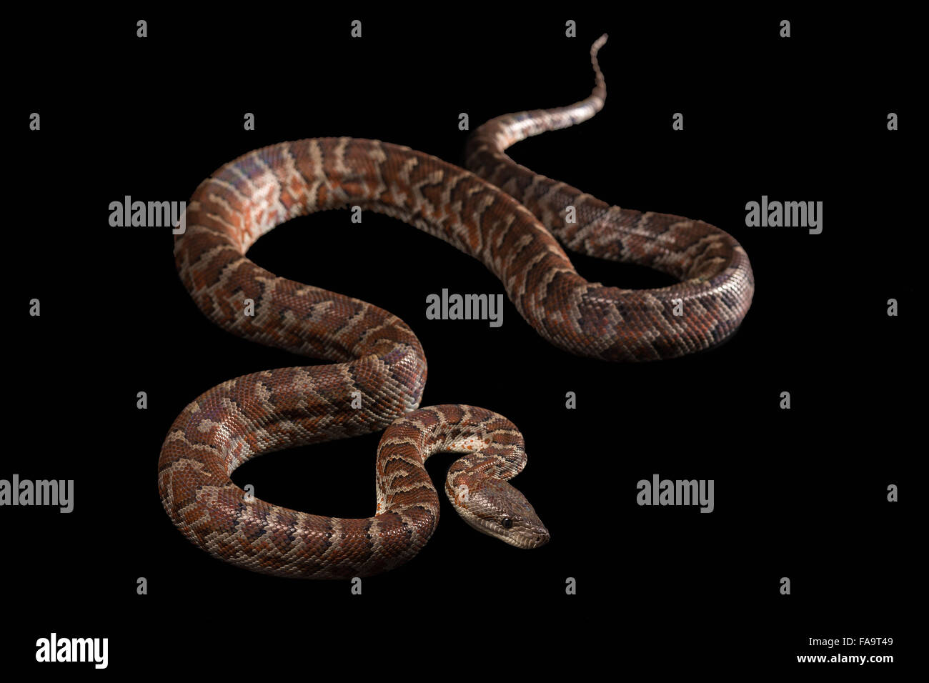 Hispaniolan boa, Chilabothrus or epicrates striatus Stock Photo - Alamy