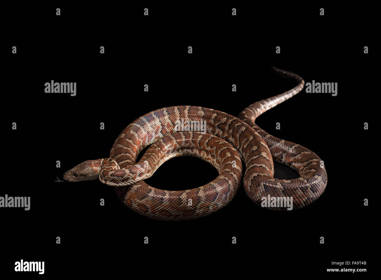 Hispaniolan boa, Chilabothrus or epicrates striatus Stock Photo - Alamy