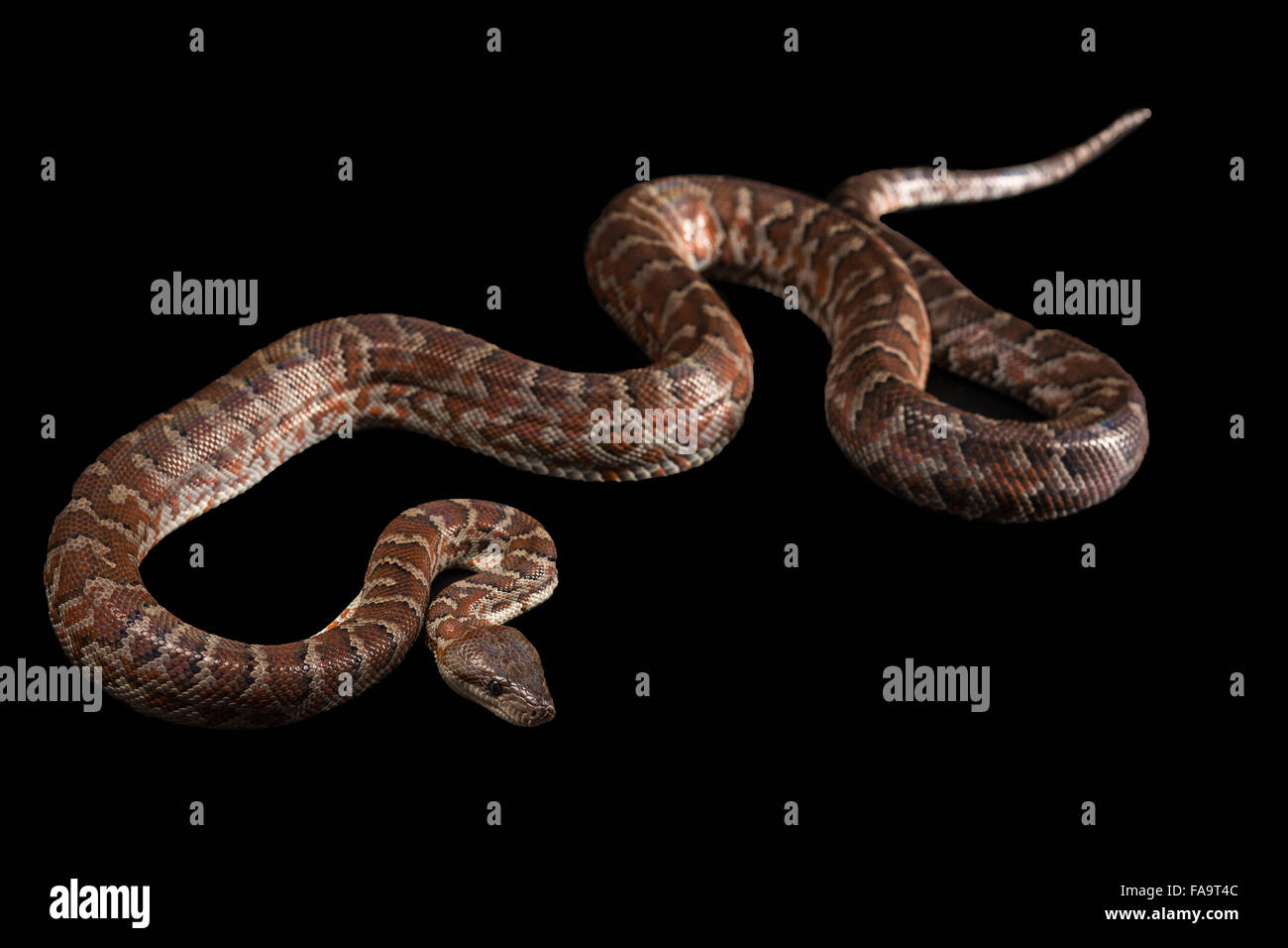 Hispaniolan boa, Chilabothrus or epicrates striatus Stock Photo - Alamy