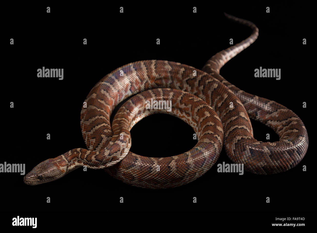 Epicrates striatus striatus hi-res stock photography and images - Alamy