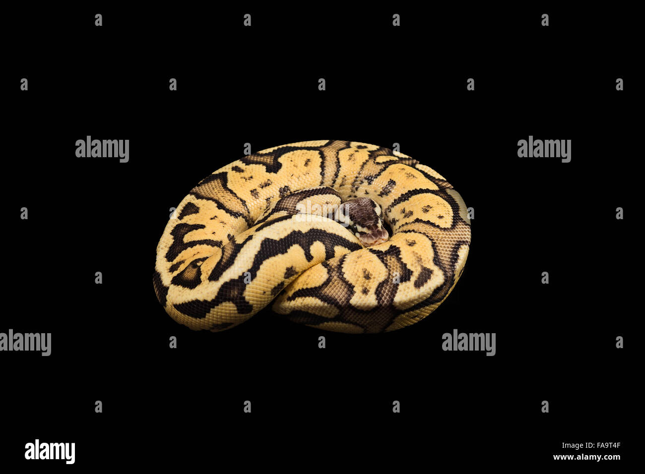 Female Ball Python. Firefly Morph or Mutation Stock Photo - Alamy