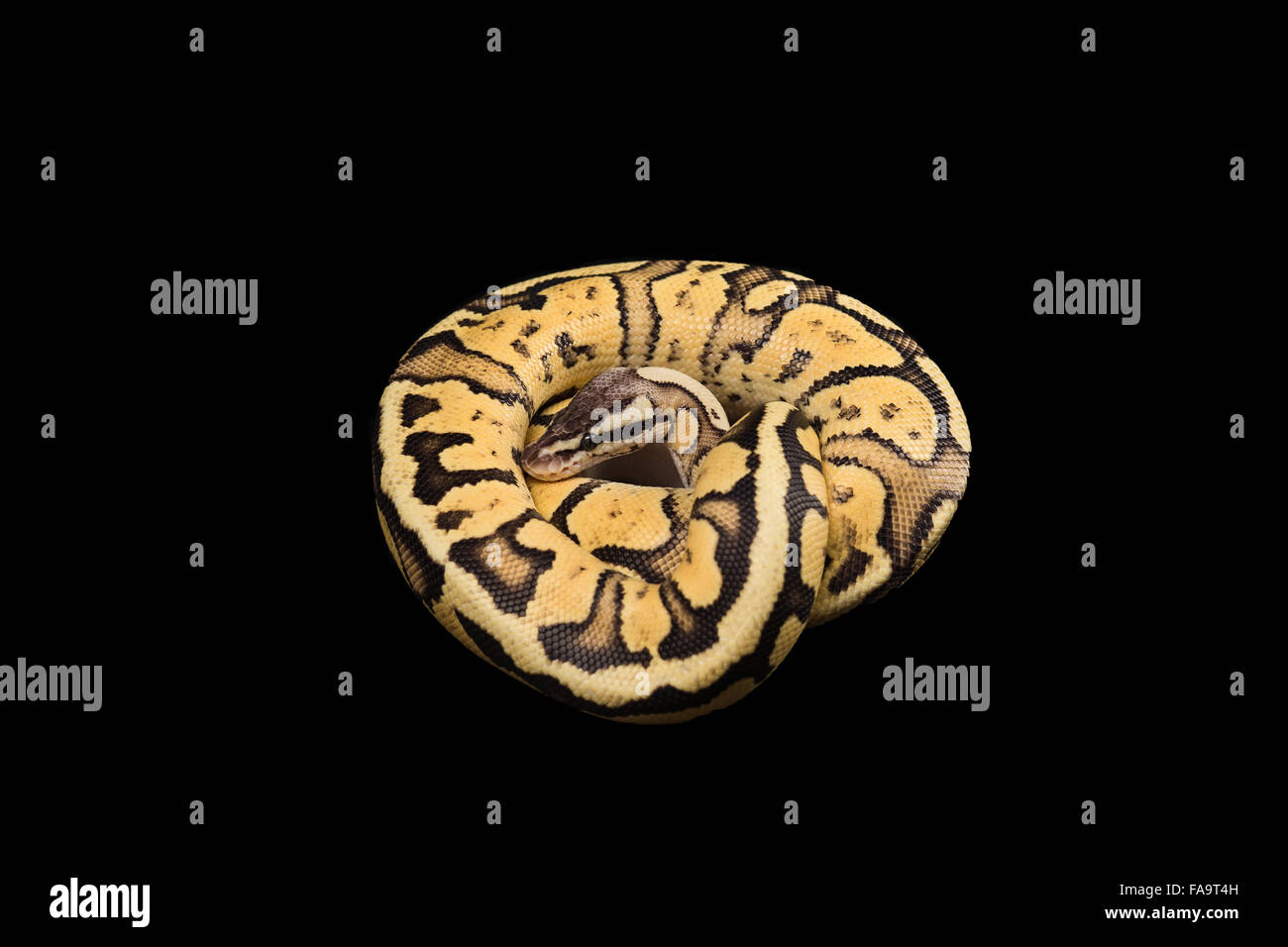 Female Ball Python. Firefly Morph or Mutation Stock Photo - Alamy
