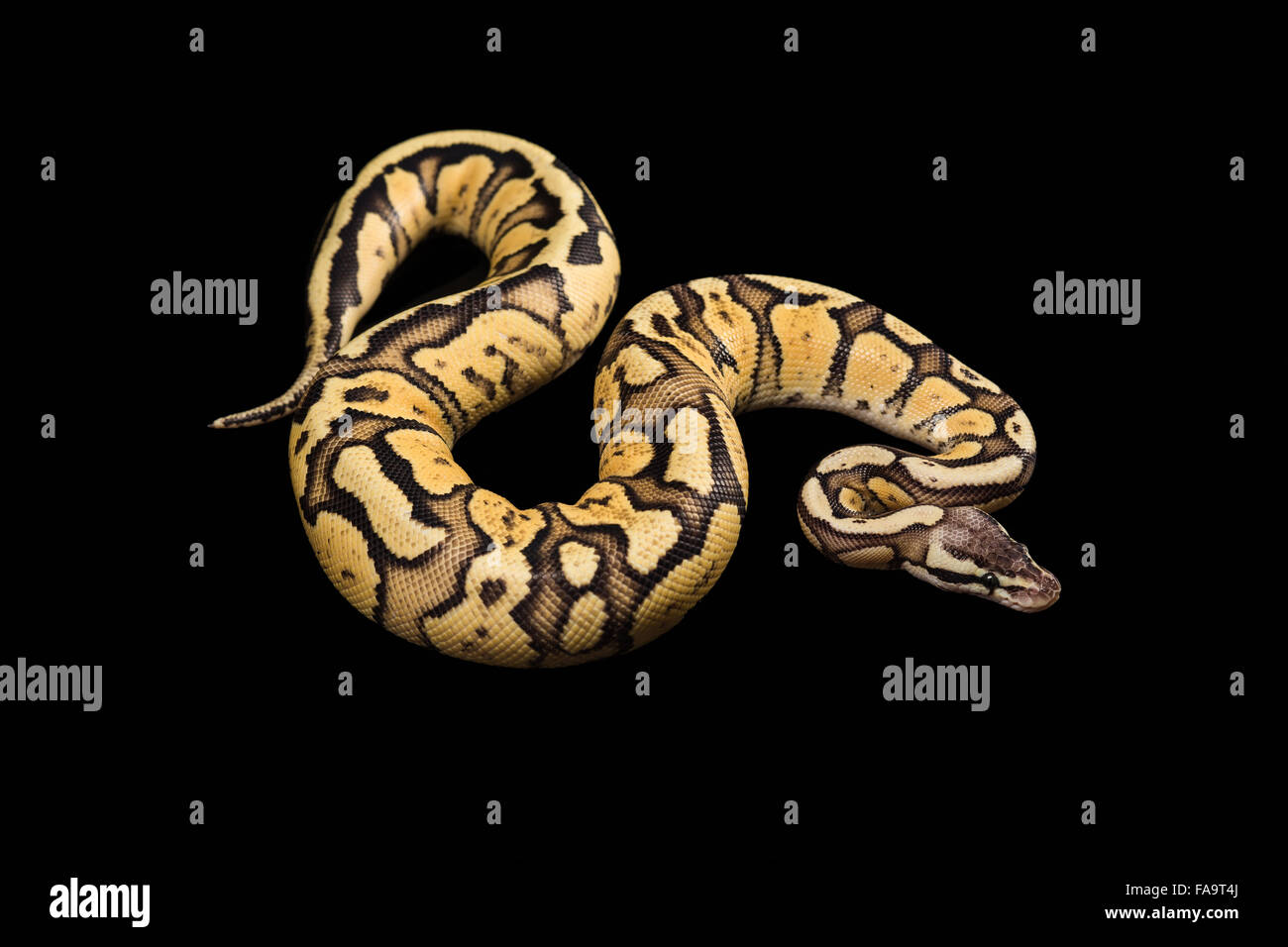 Female Ball Python. Firefly Morph or Mutation Stock Photo - Alamy