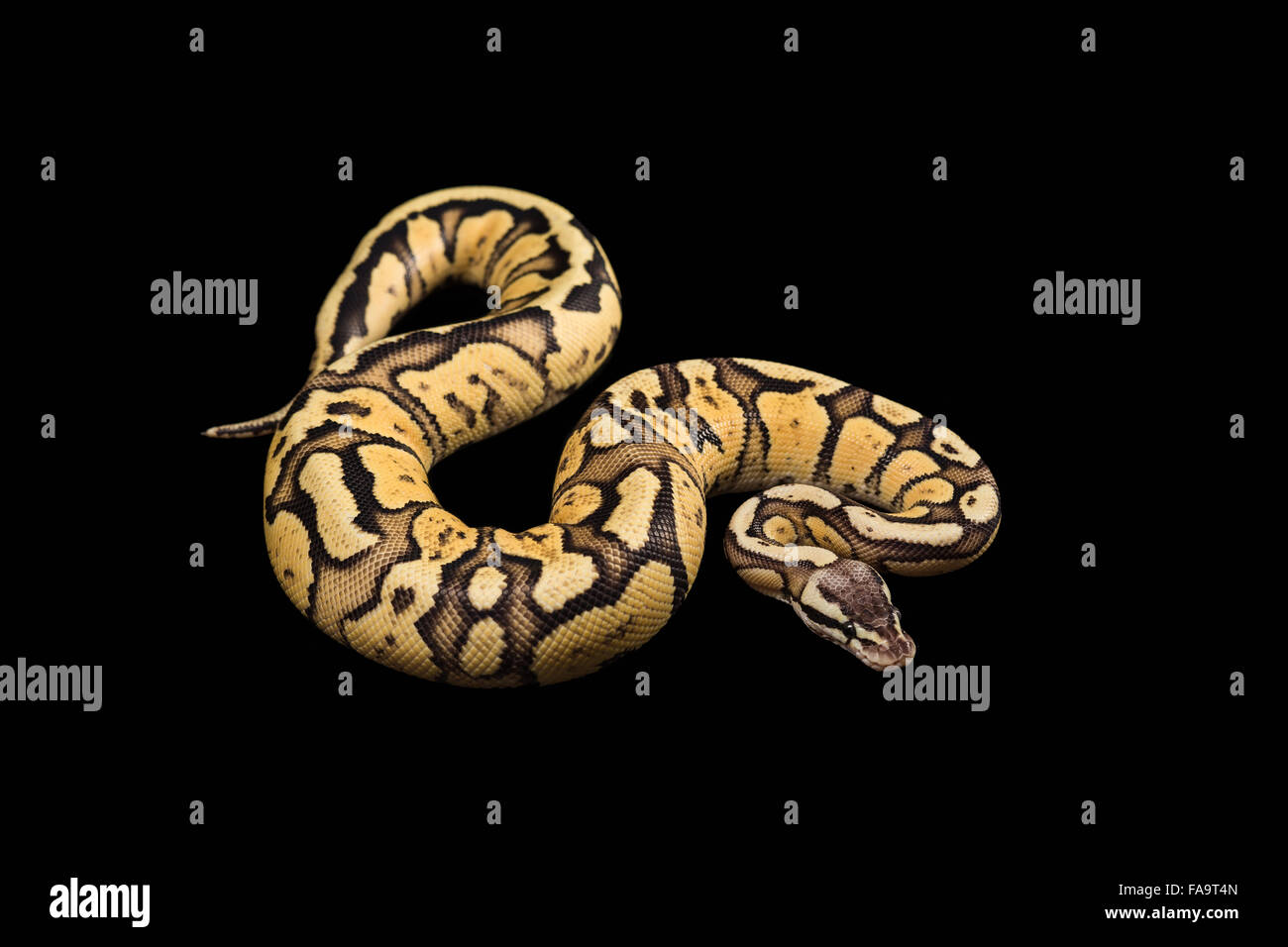 Female Ball Python. Firefly Morph or Mutation Stock Photo - Alamy