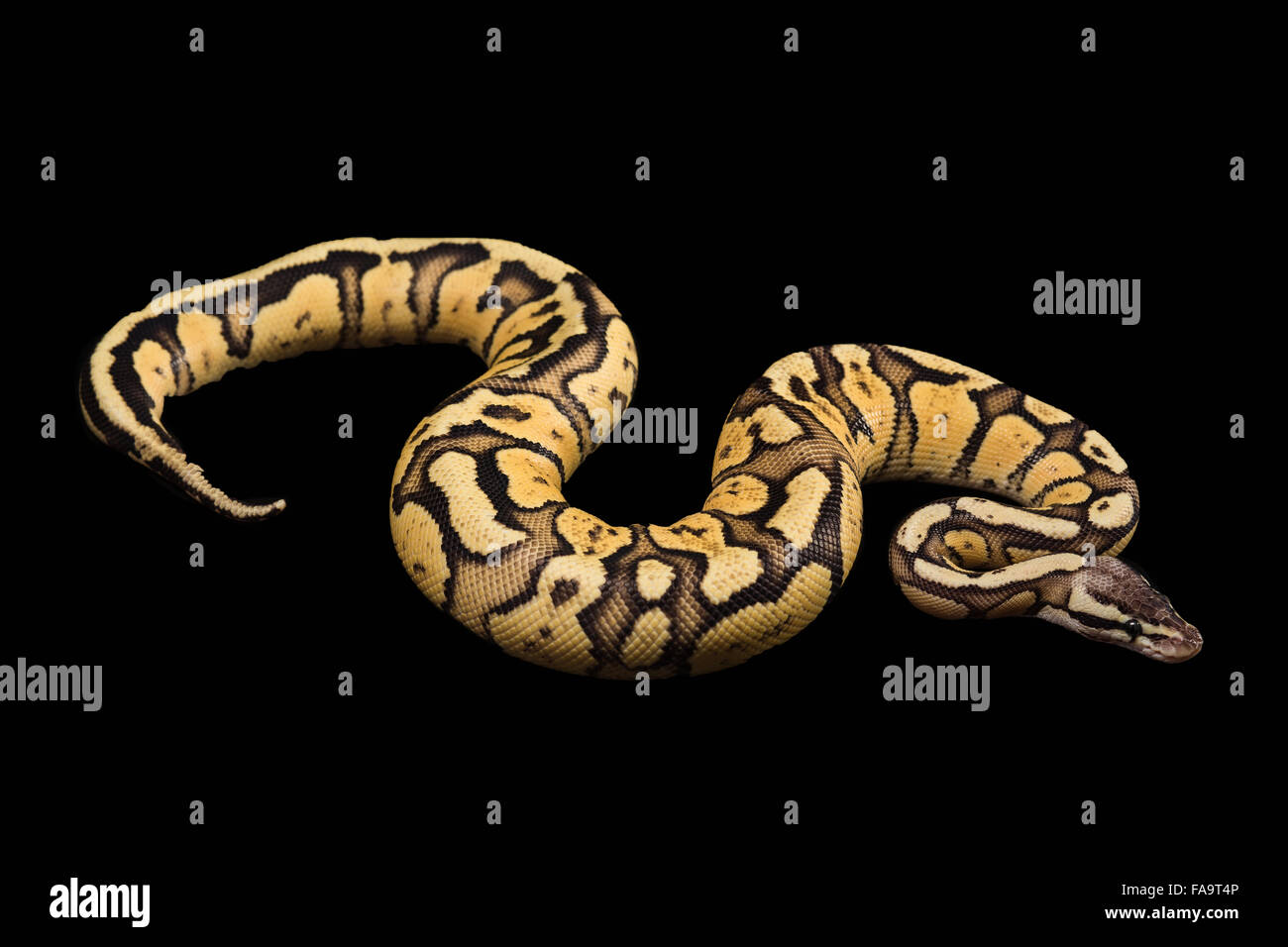 Female Ball Python. Firefly Morph or Mutation Stock Photo - Alamy