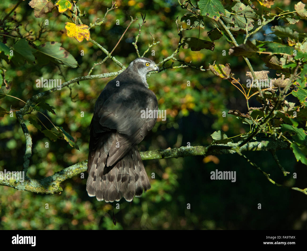 Female goshawk hi-res stock photography and images - Alamy
