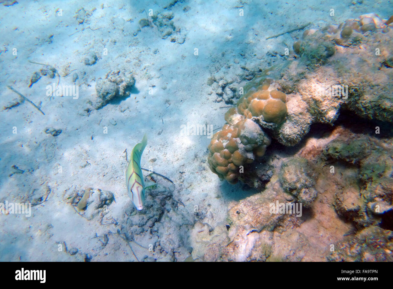 Marine life on the reef in Moorea, French Polynesia Stock Photo - Alamy