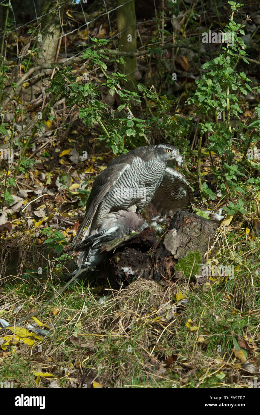 Female goshawk hi-res stock photography and images - Alamy