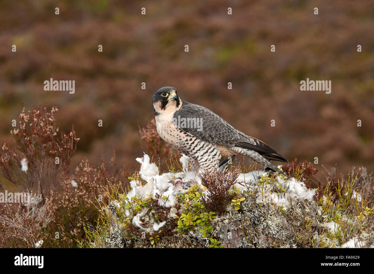 Peregrine Falcon. ( Falco peregrinus.) with kill Stock Photo - Alamy