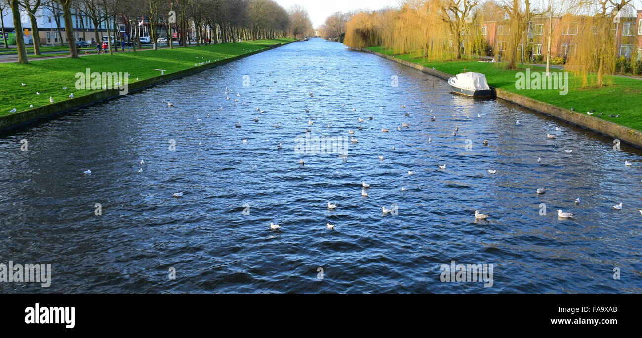 Canopy of willow hi-res stock photography and images - Alamy
