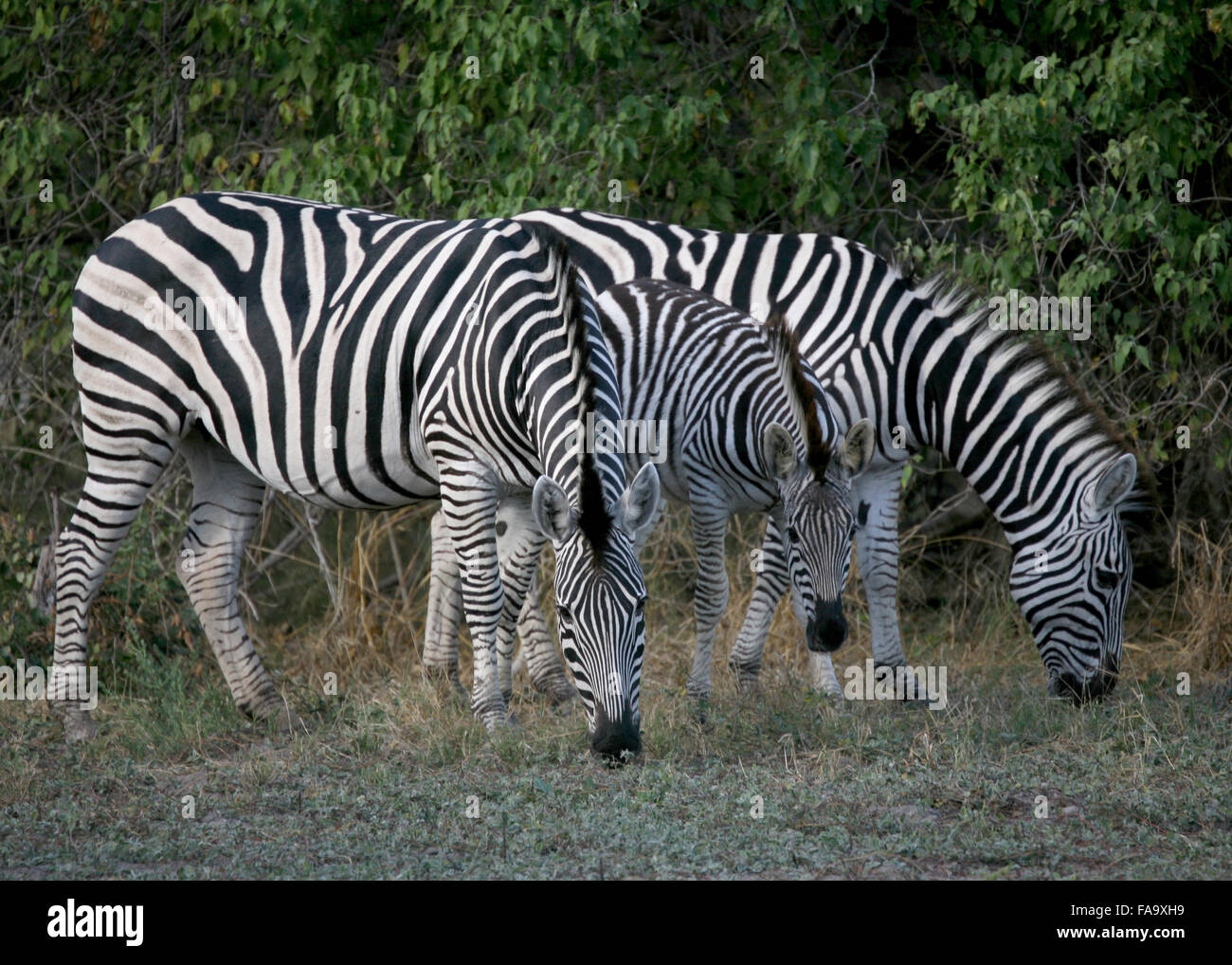 Three common zebra hi-res stock photography and images - Alamy