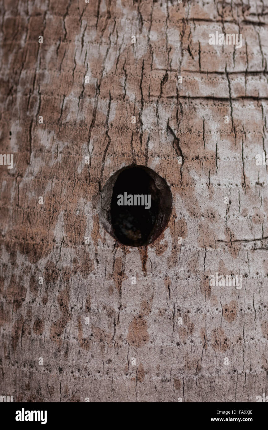 natural tree bark Stock Photo - Alamy