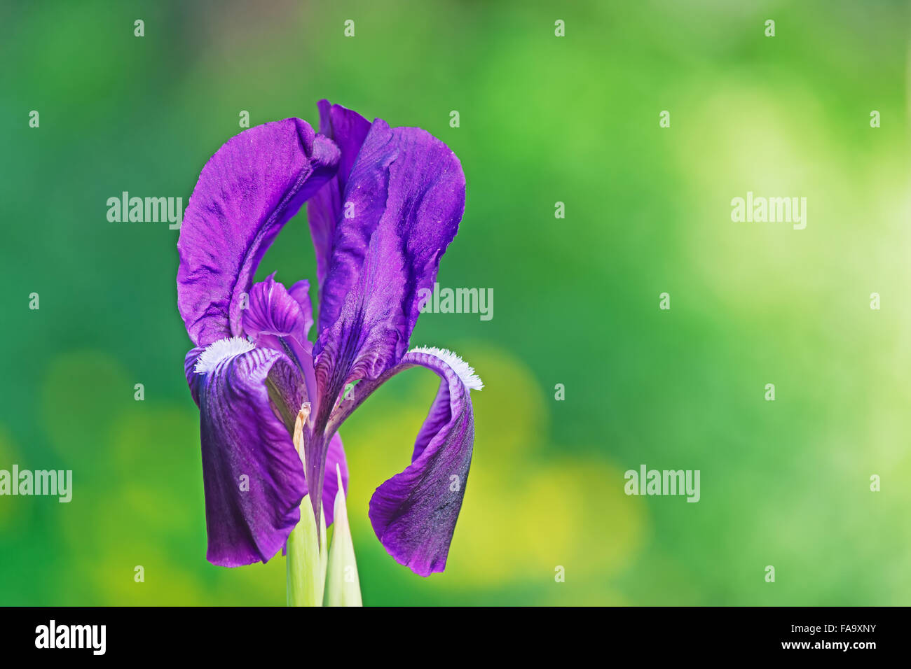 purple iris on a green background Stock Photo - Alamy