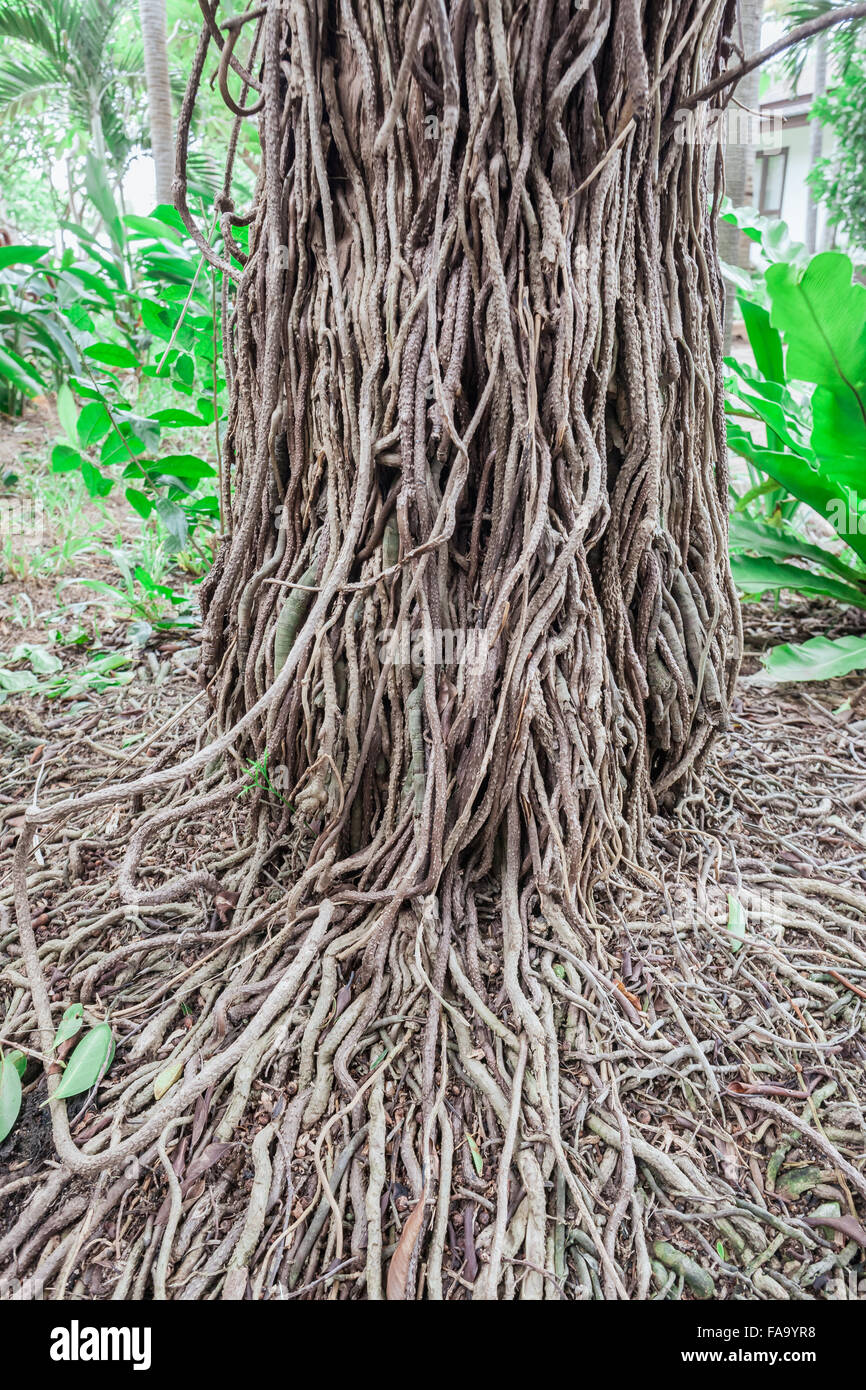 The roots of the banyan tree Stock Photo - Alamy