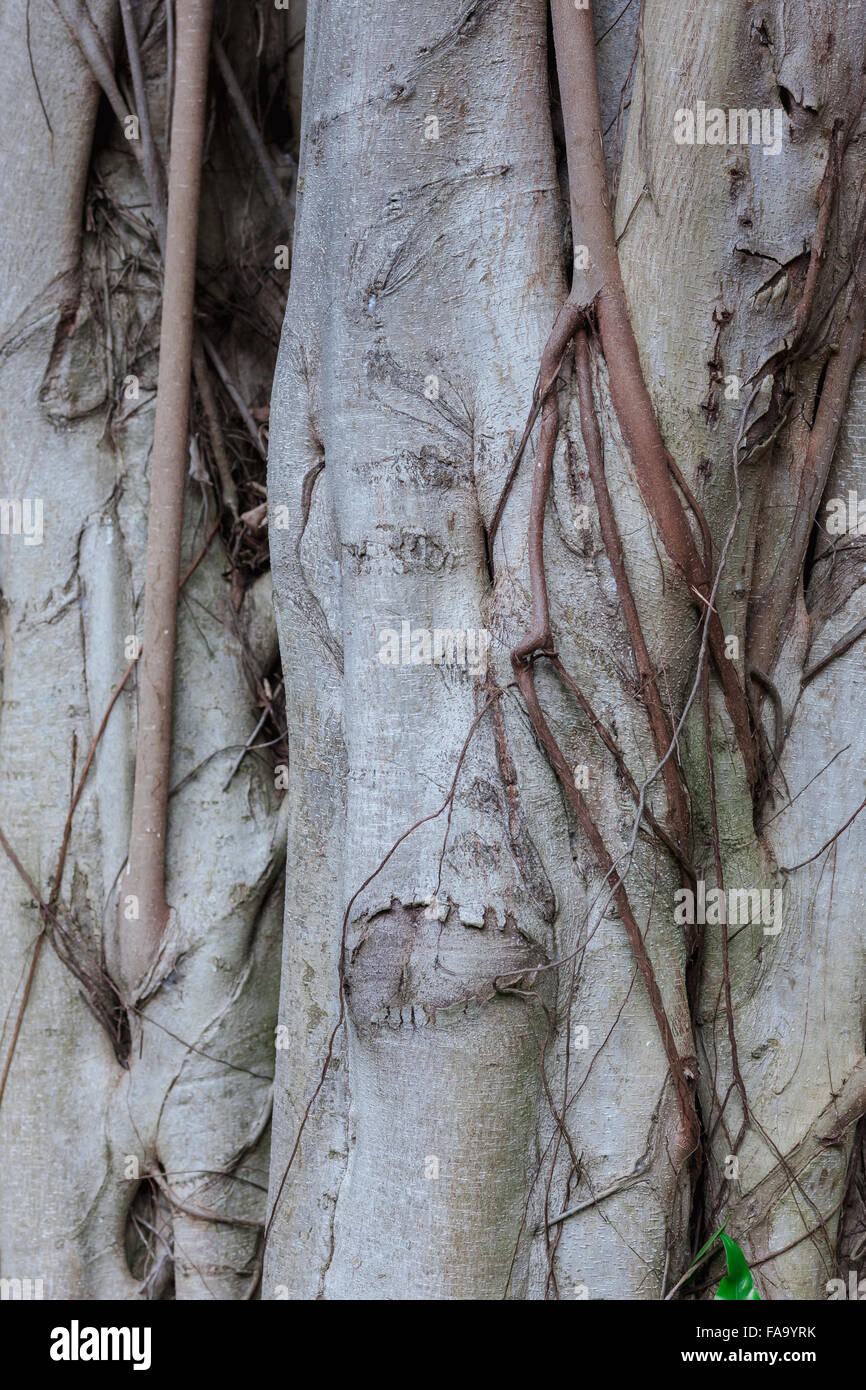 The roots of the banyan tree Stock Photo - Alamy