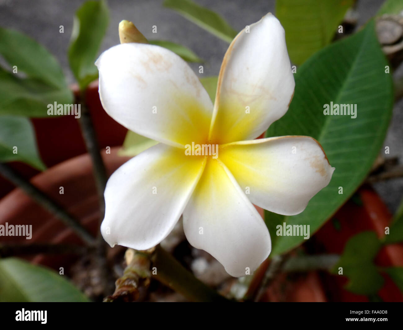 Frangipani, Moorea, French Polynesia Stock Photo - Alamy