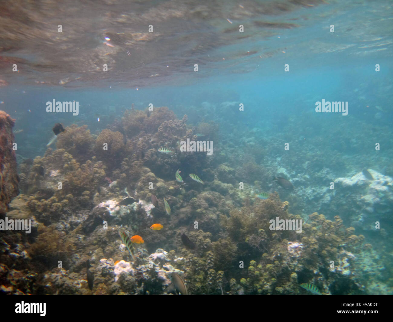 Marine life of Cook's Bay, Moorea, French Polynesia Stock Photo - Alamy