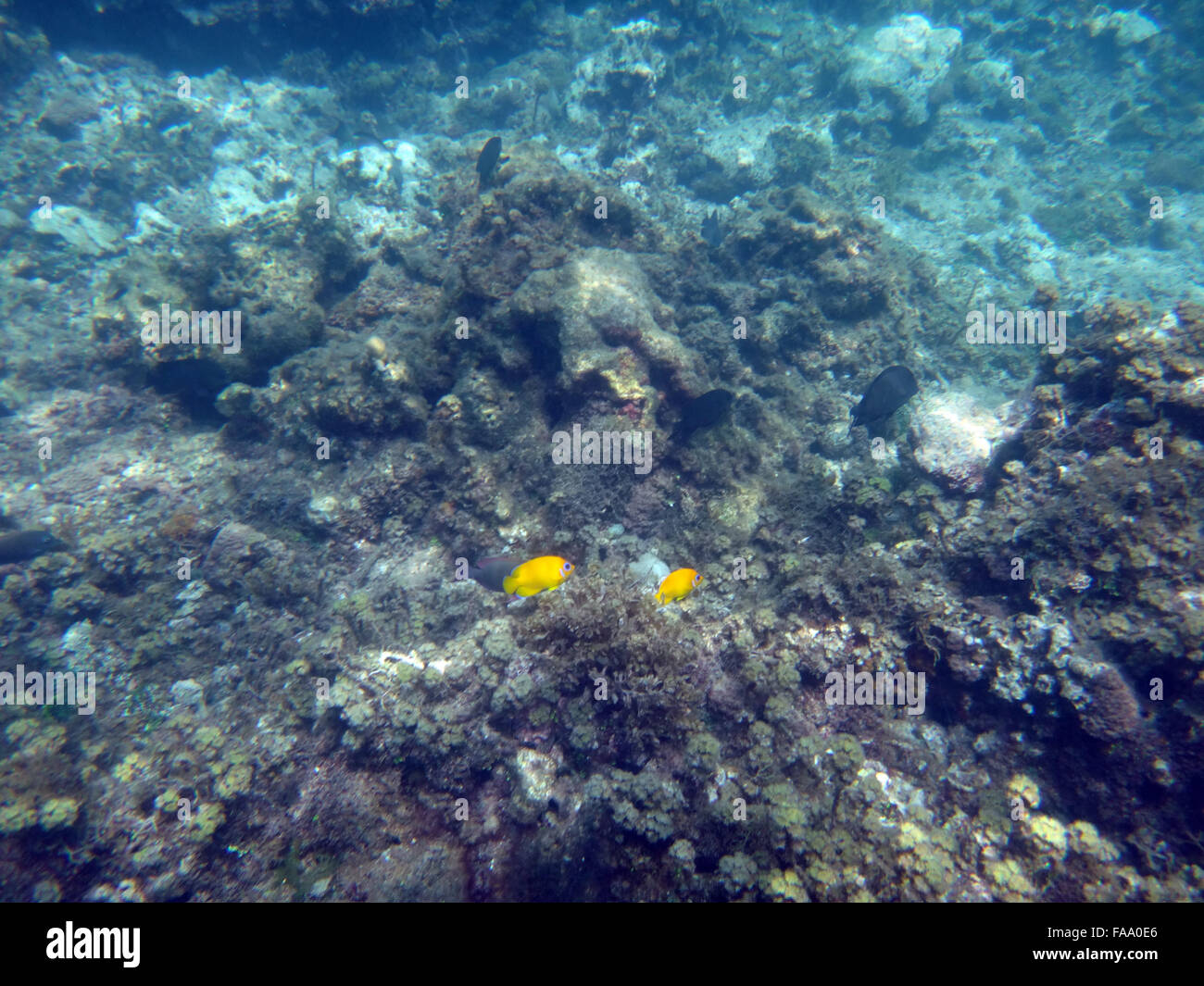 Marine life of Cook's Bay, Moorea, French Polynesia Stock Photo - Alamy
