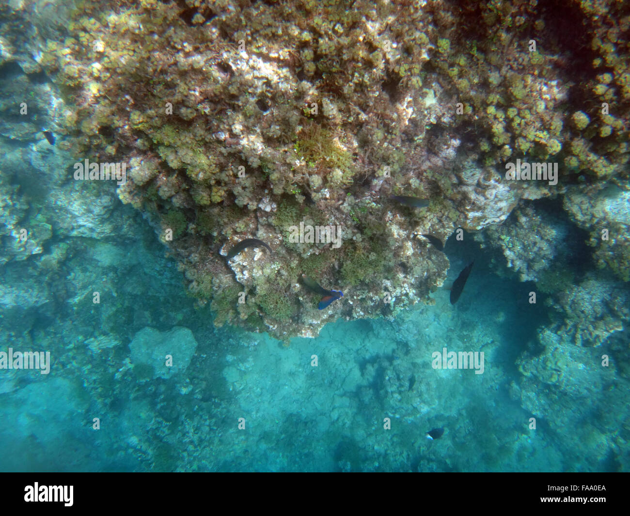 Marine life of Cook's Bay, Moorea, French Polynesia Stock Photo - Alamy