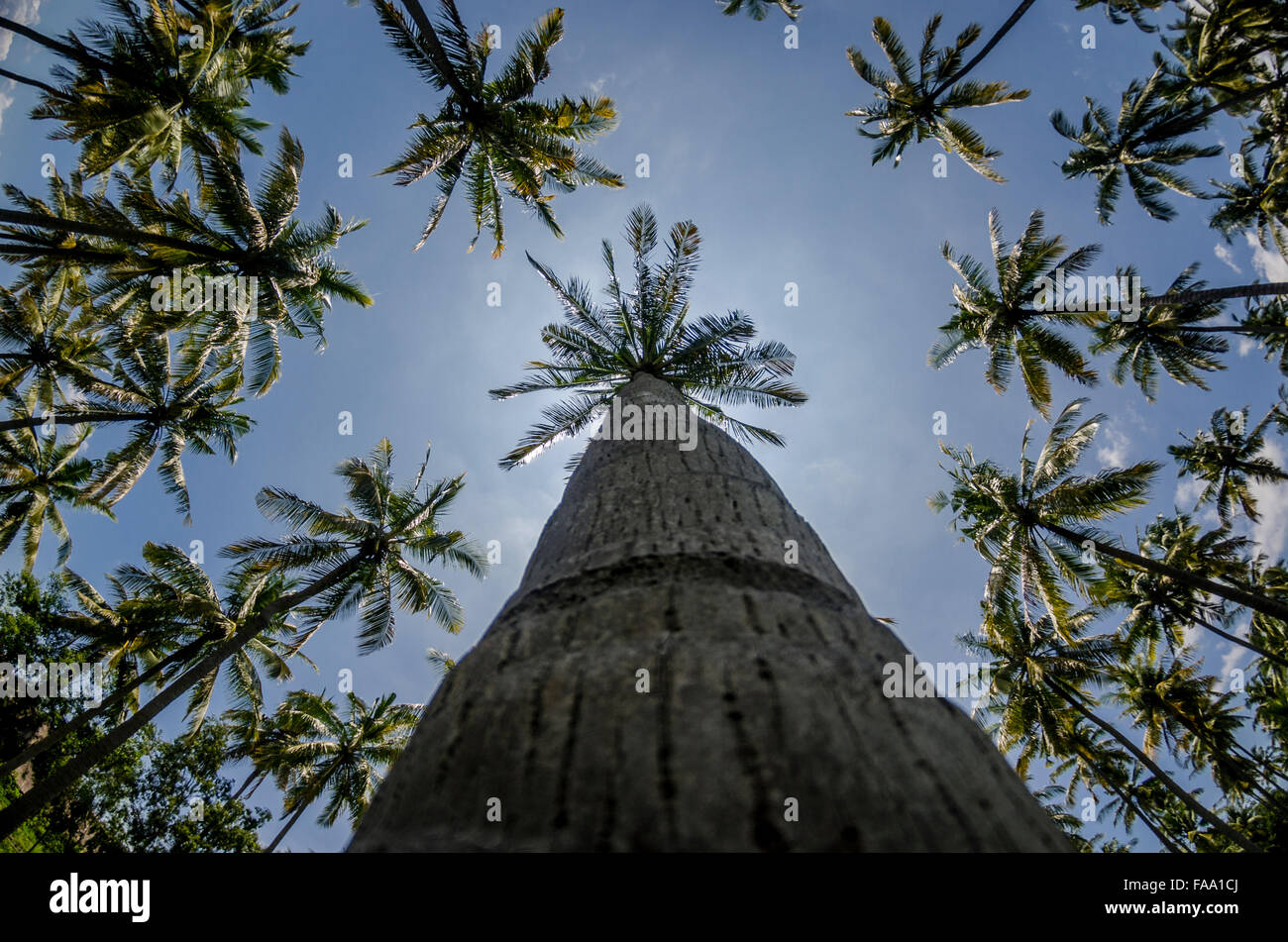 coconut tree Bali Stock Photo - Alamy