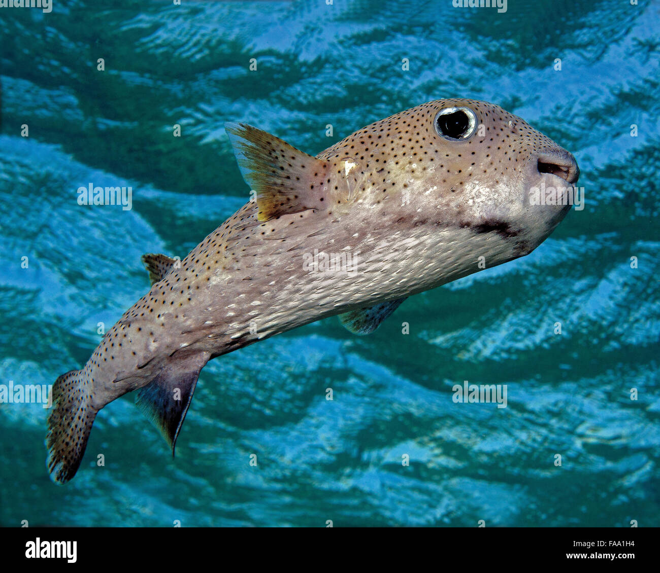 Spotted Porcupinefish, Diodon hystrix, swimming near the water surface ...