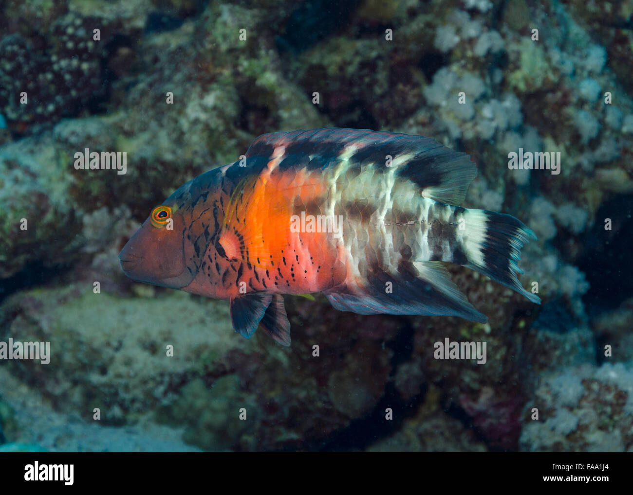 red-breasted wrasse, Cheilinus fasciatus, swimming over coral reef in ...