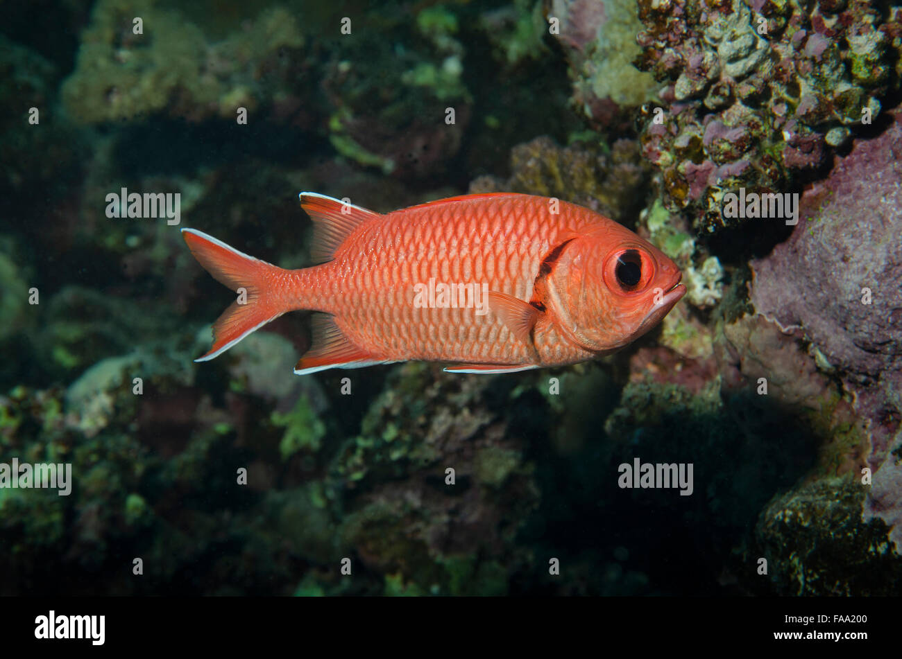 Blotcheye soldierfish, Myripristis berndti, Red Sea, Marsa Alam, Egypt ...