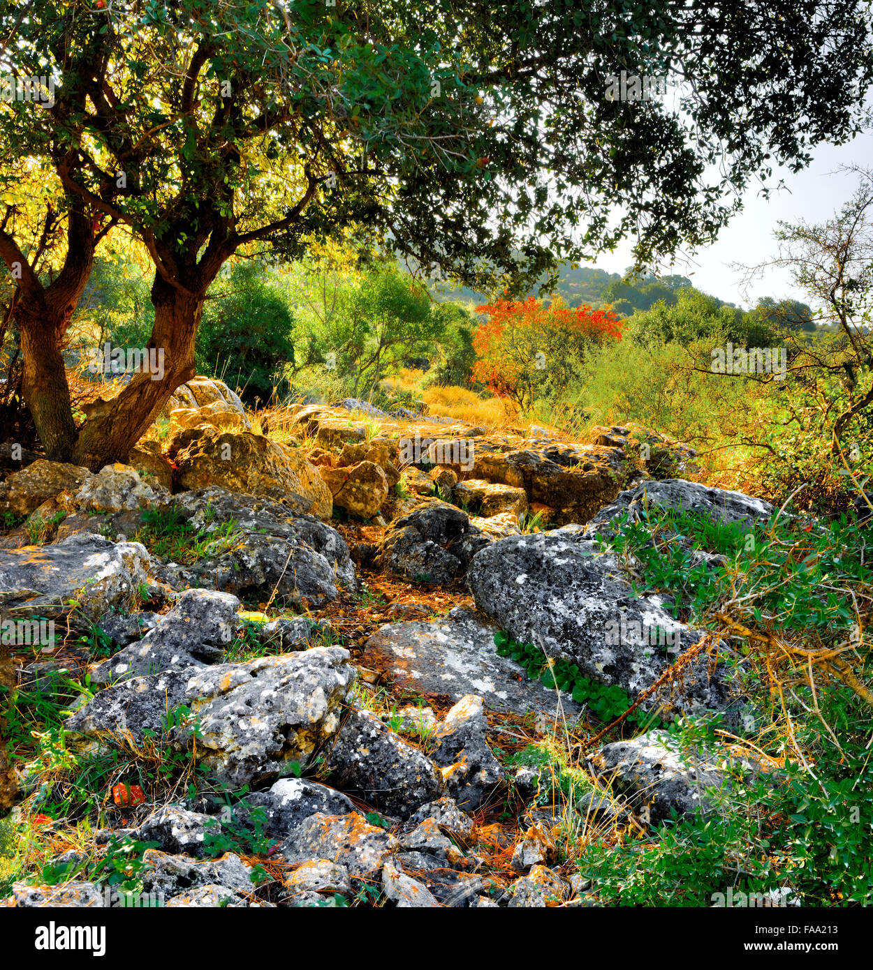 Tree among stones hi-res stock photography and images - Alamy