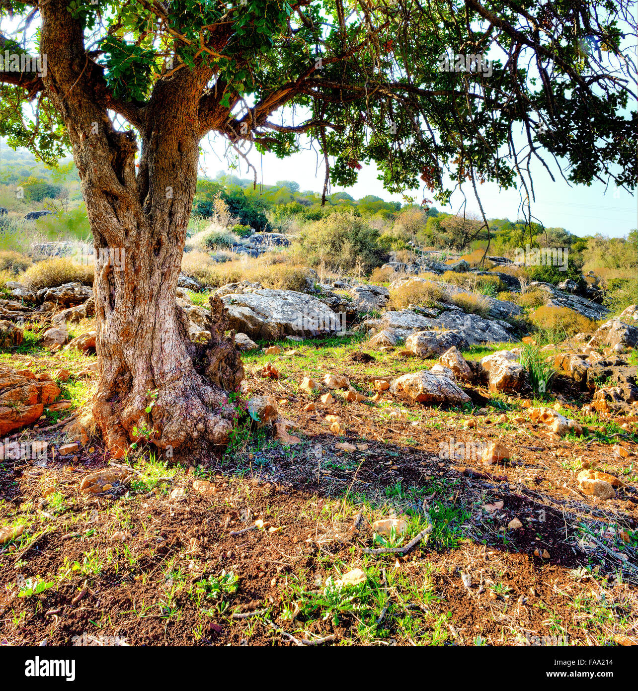 Tree among stones hi-res stock photography and images - Alamy