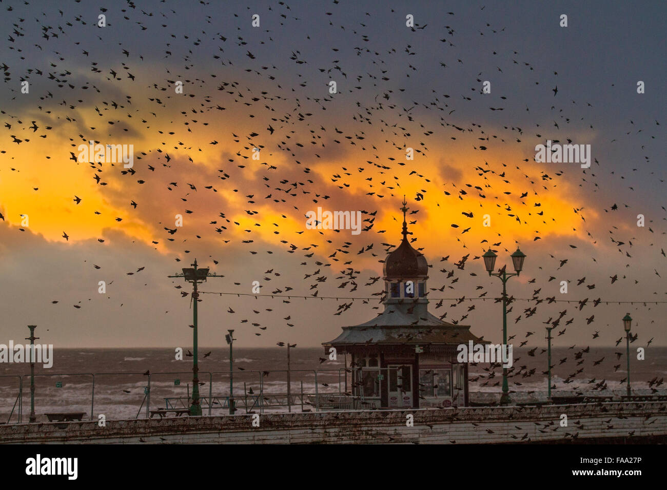 flock fly animal starling flight swarm bird dusk murmuration blackpool ...